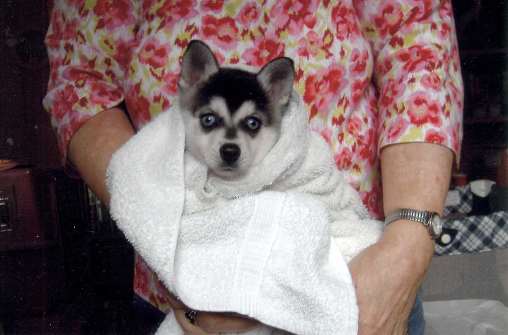 The Alaskan Klee Kai : Adirondack Home of Alaskan Klee Kai